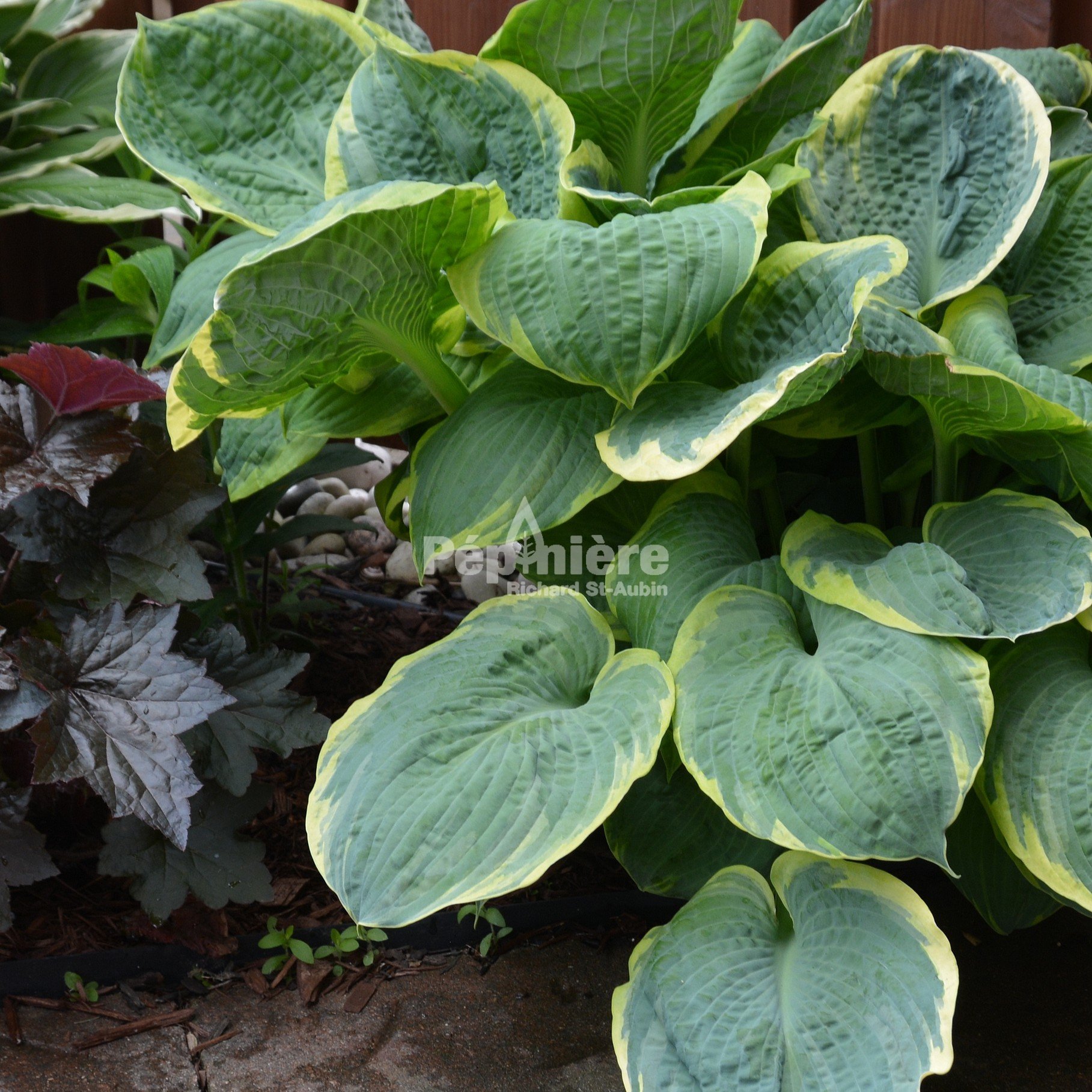 Hosta Christmas Tree - Pépinière Richard St-Aubin