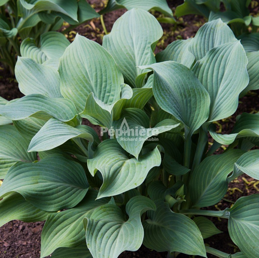 Hosta Krossa Regal - Pépinière Richard St-Aubin