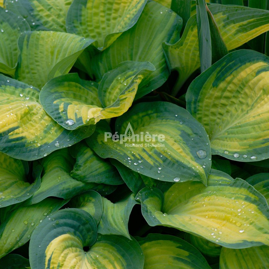 Hosta Paradigm - Pépinière Richard St-Aubin
