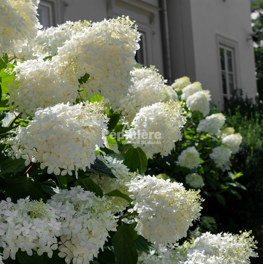 Hydrangea Paniculata Phantom STD - Pépinière Richard St-Aubin