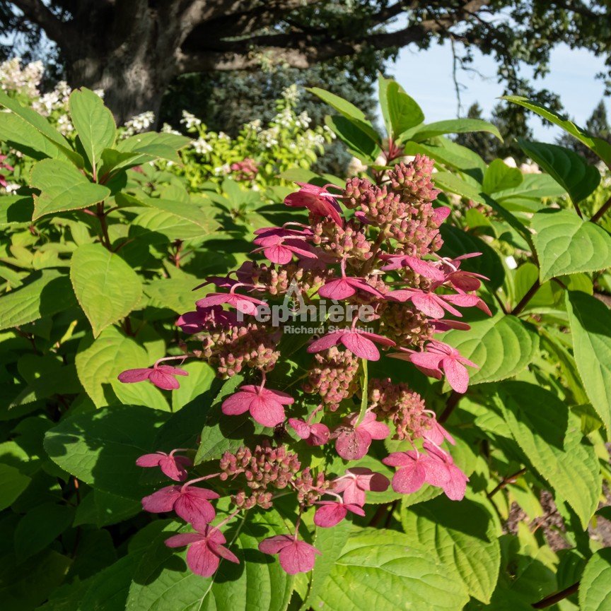 Hydrangea Paniculata 'Fire and Ice' - Pépinière Richard St-Aubin