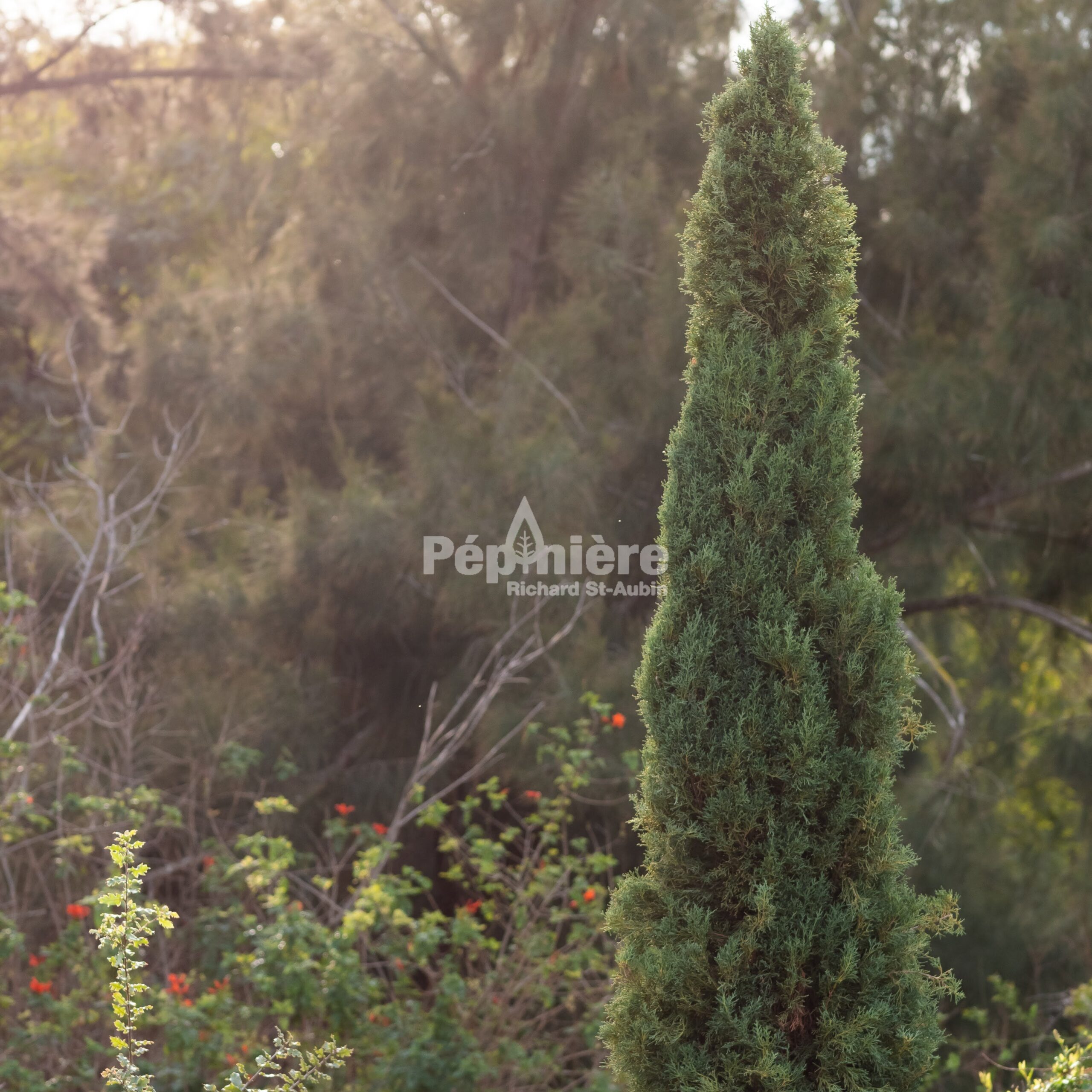 Juniperus Virginiana Taylor - Pépinière Richard St-Aubin