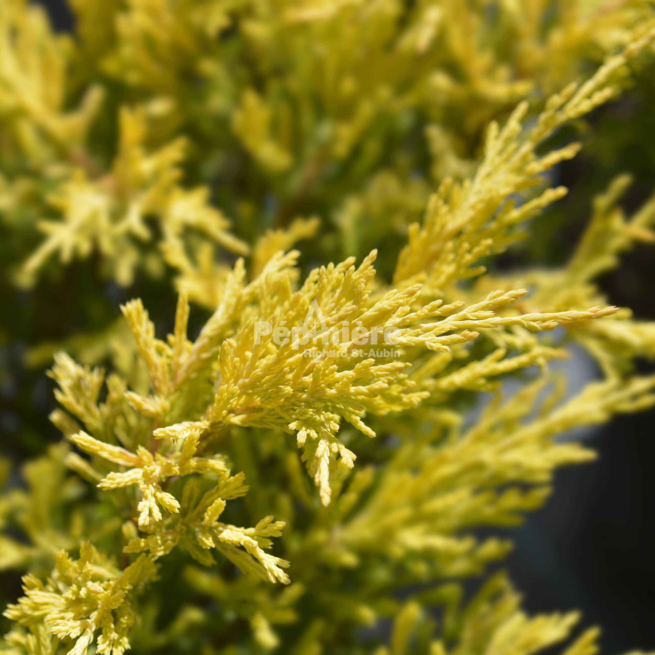 Juniperus horizontalis 'Lime Glow' - Pépinière Richard St-Aubin