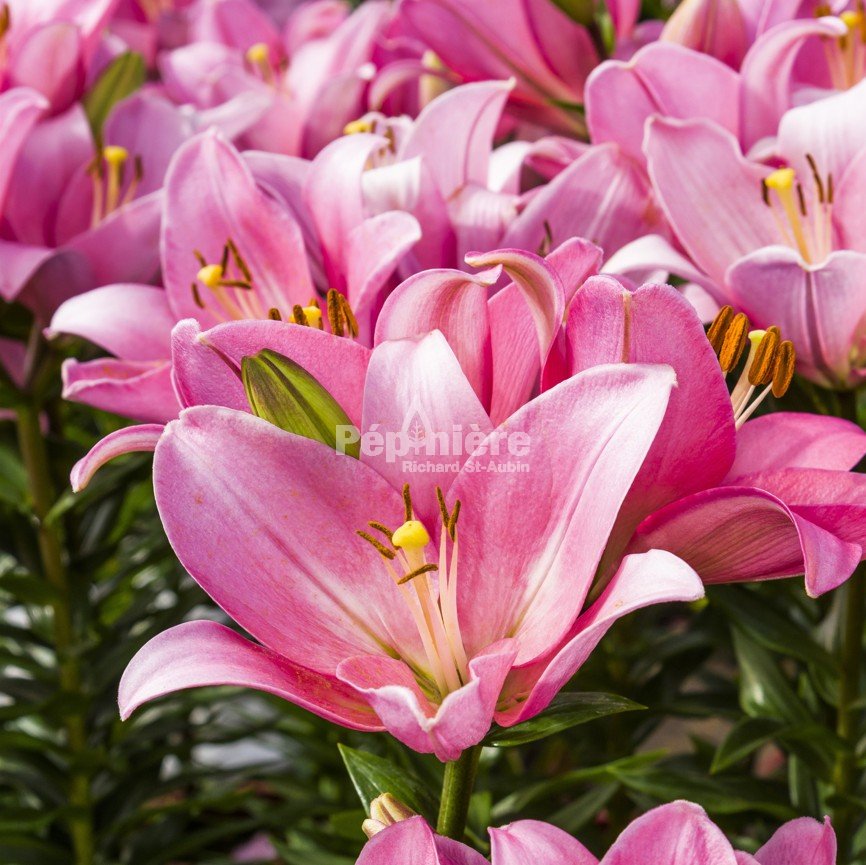 Lilium asiatic Tiny Pearl - Pépinière Richard St-Aubin