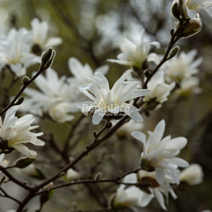 Magnolia stellata Royal Star - Pépinière Richard St-Aubin