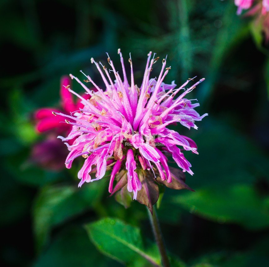 Monarda didyma Bee Mine Pink - Pépinière Richard St-Aubin
