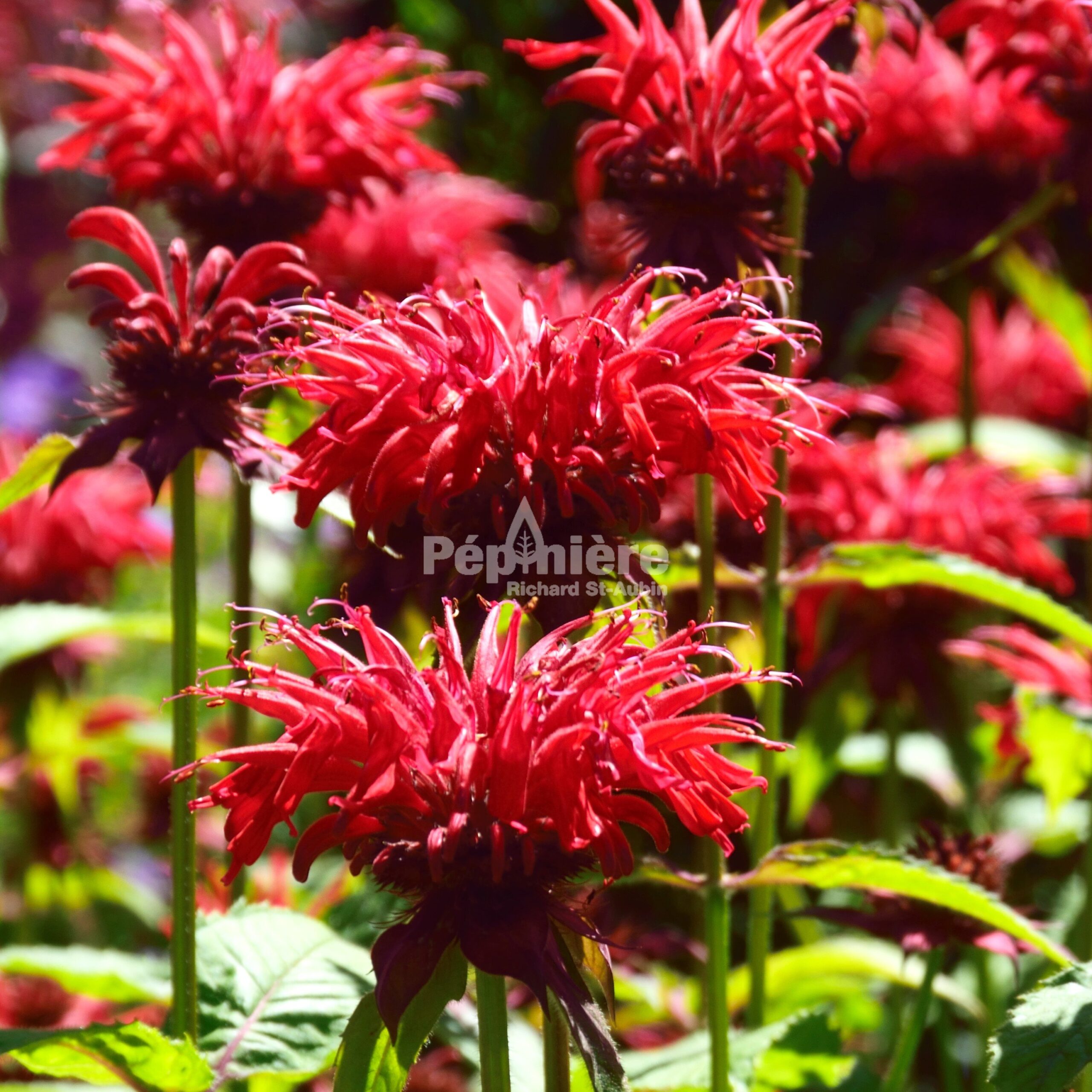 Monarda didyma Fireball - Pépinière Richard St-Aubin