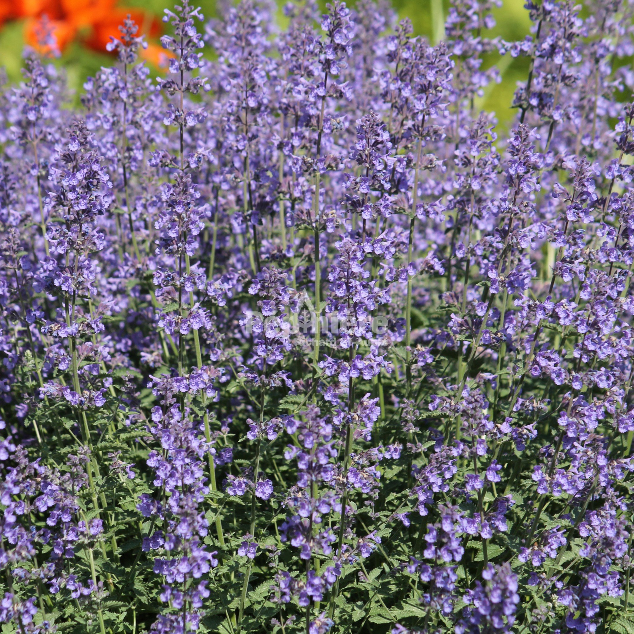 Nepeta faassenii Walker's Low - Pépinière Richard St-Aubin
