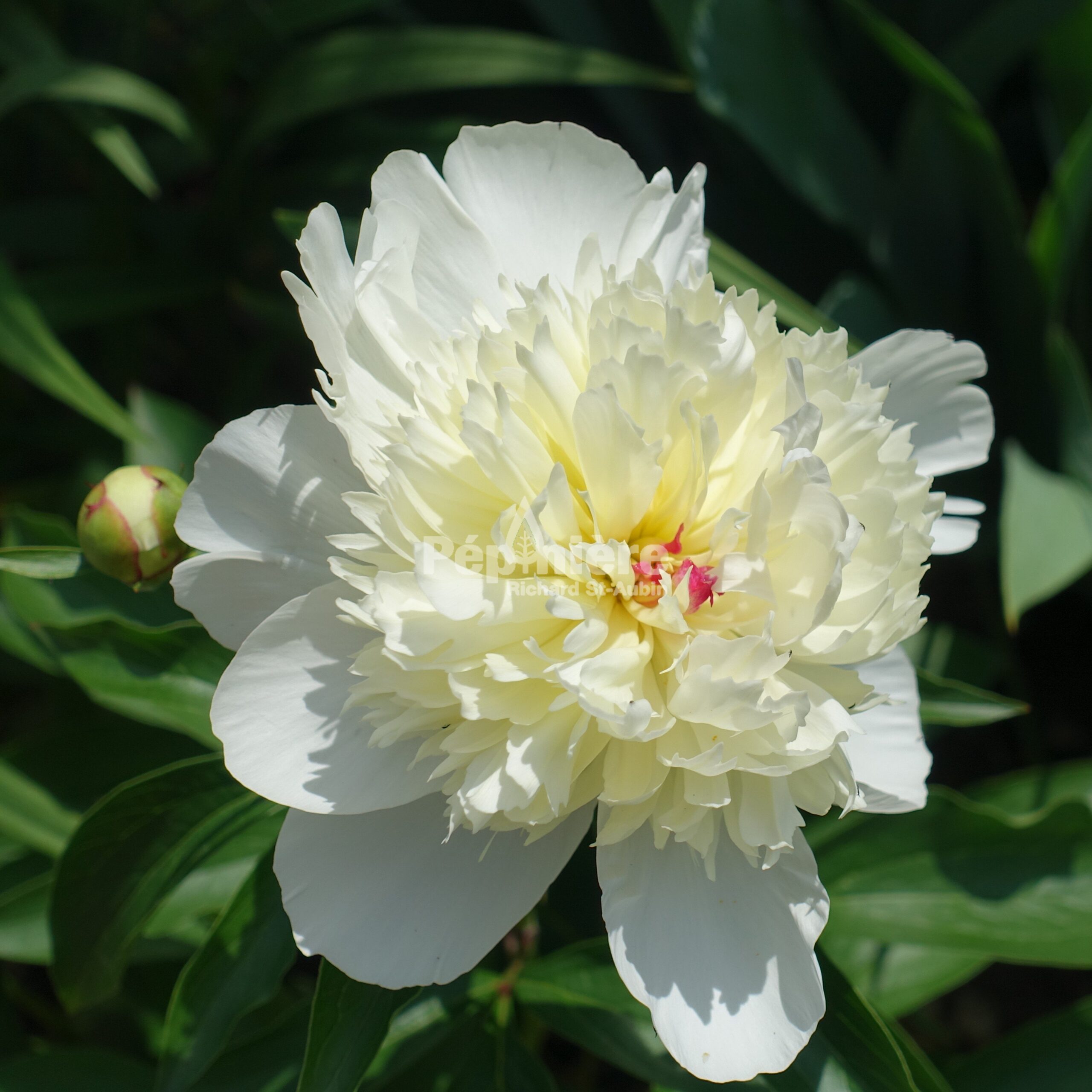 Paeonia lactiflora Immaculee - Pépinière Richard St-Aubin