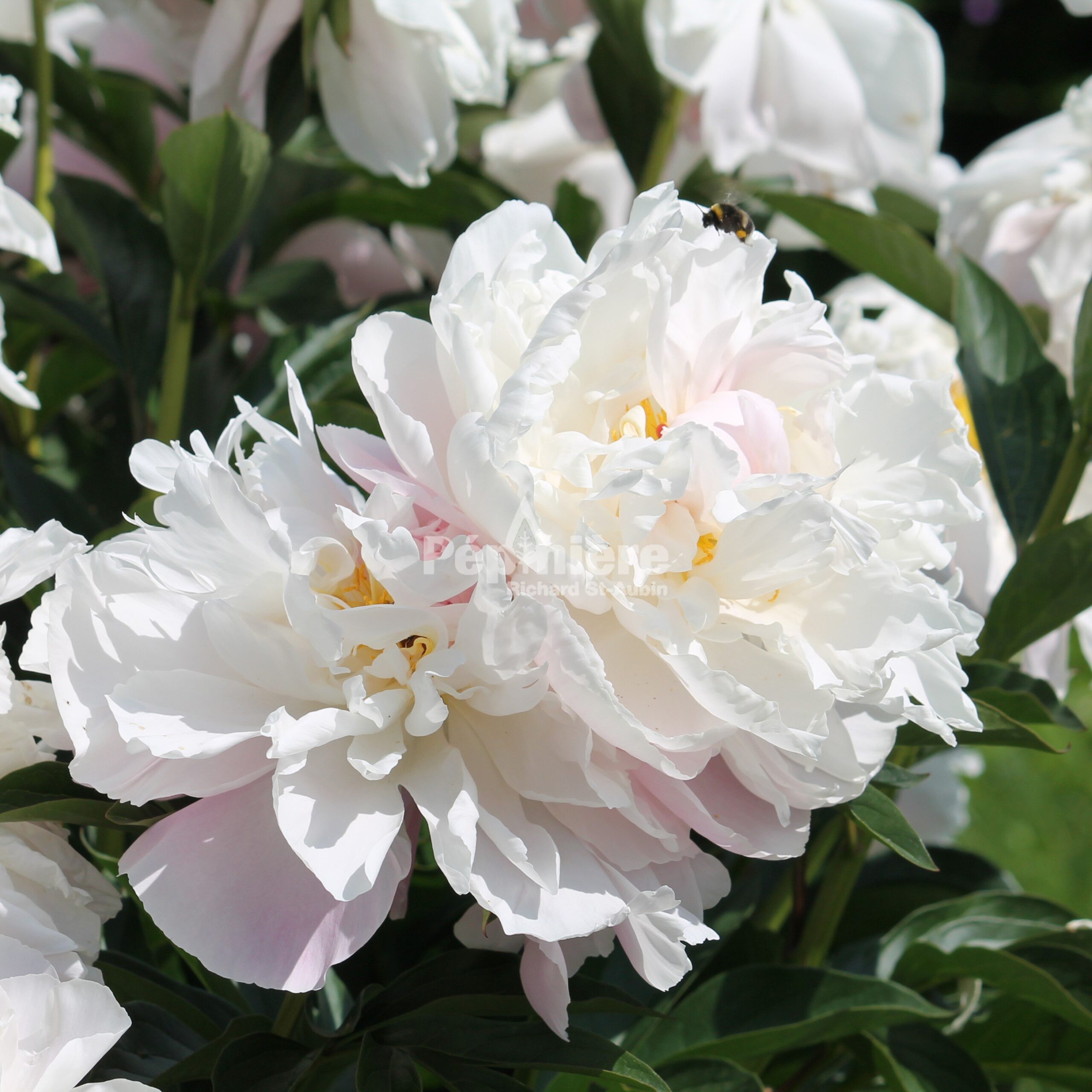 Paeonia Lady Alexandra Duff - Pépinière Richard St-Aubin