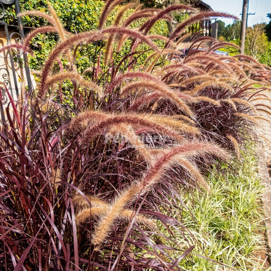 Pennisetum setaceum Rubrum - Pépinière Richard St-Aubin