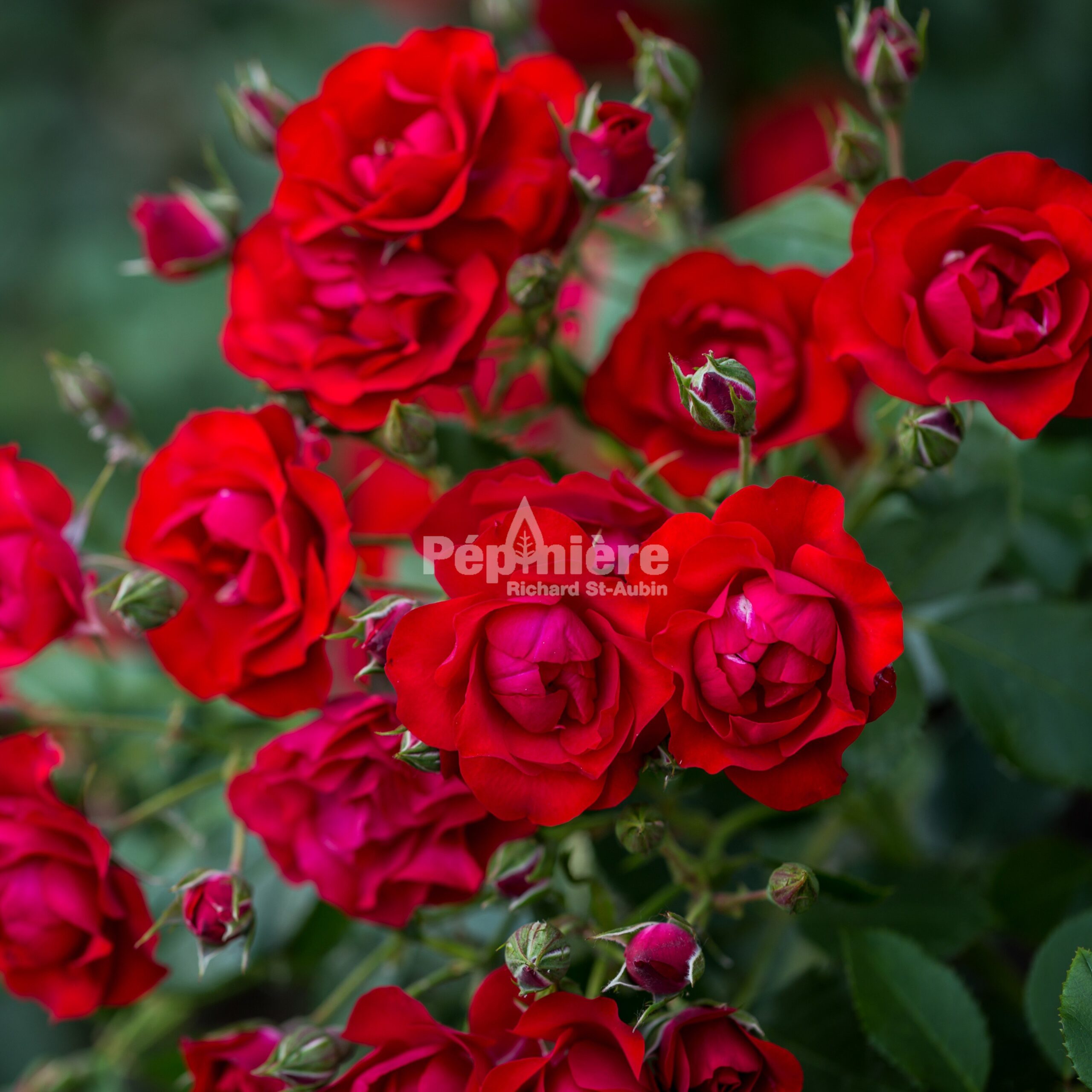 Rosa Crimson Cascade - Pépinière Richard St-Aubin