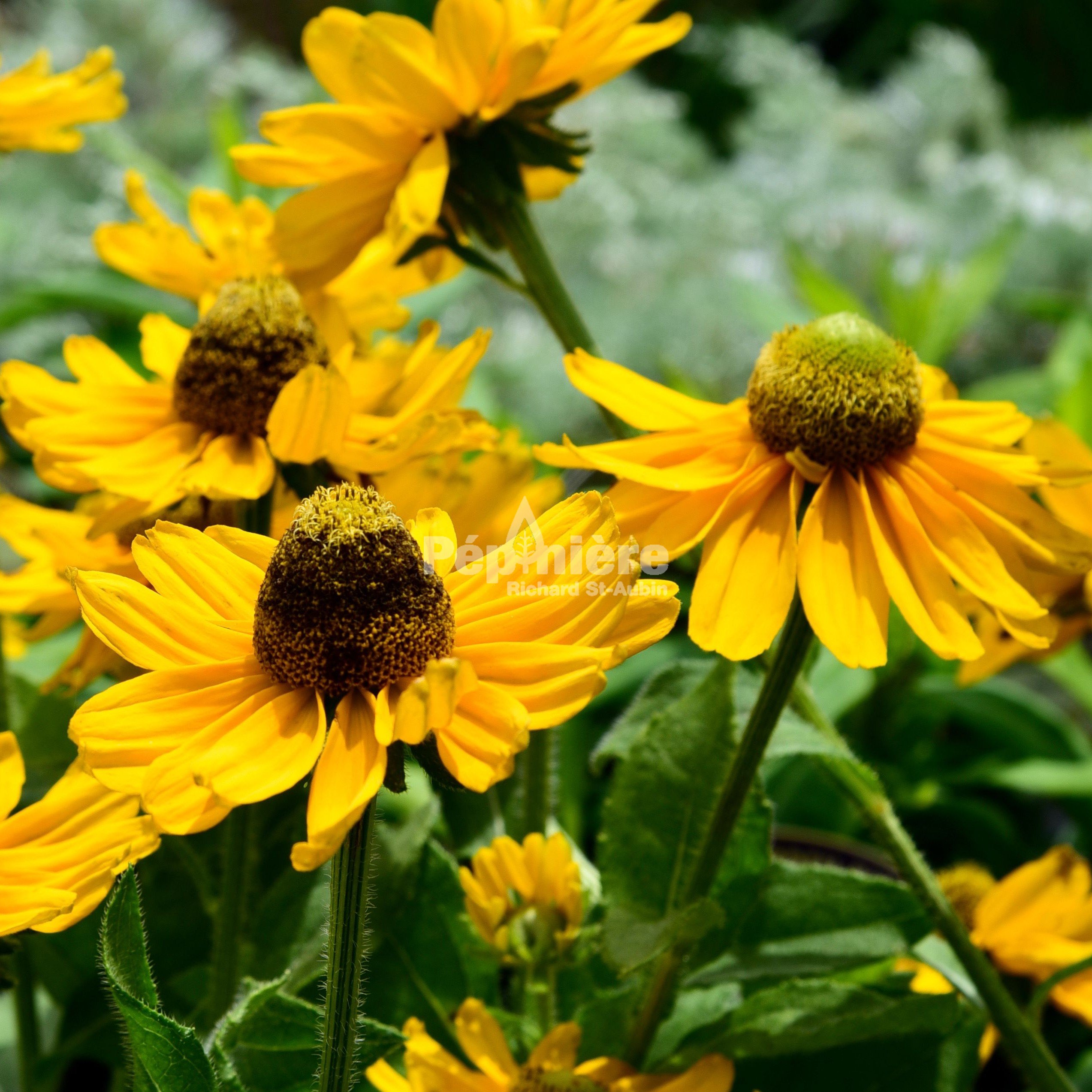 Rudbeckia hirta Amarillo Gold - Pépinière Richard St-Aubin