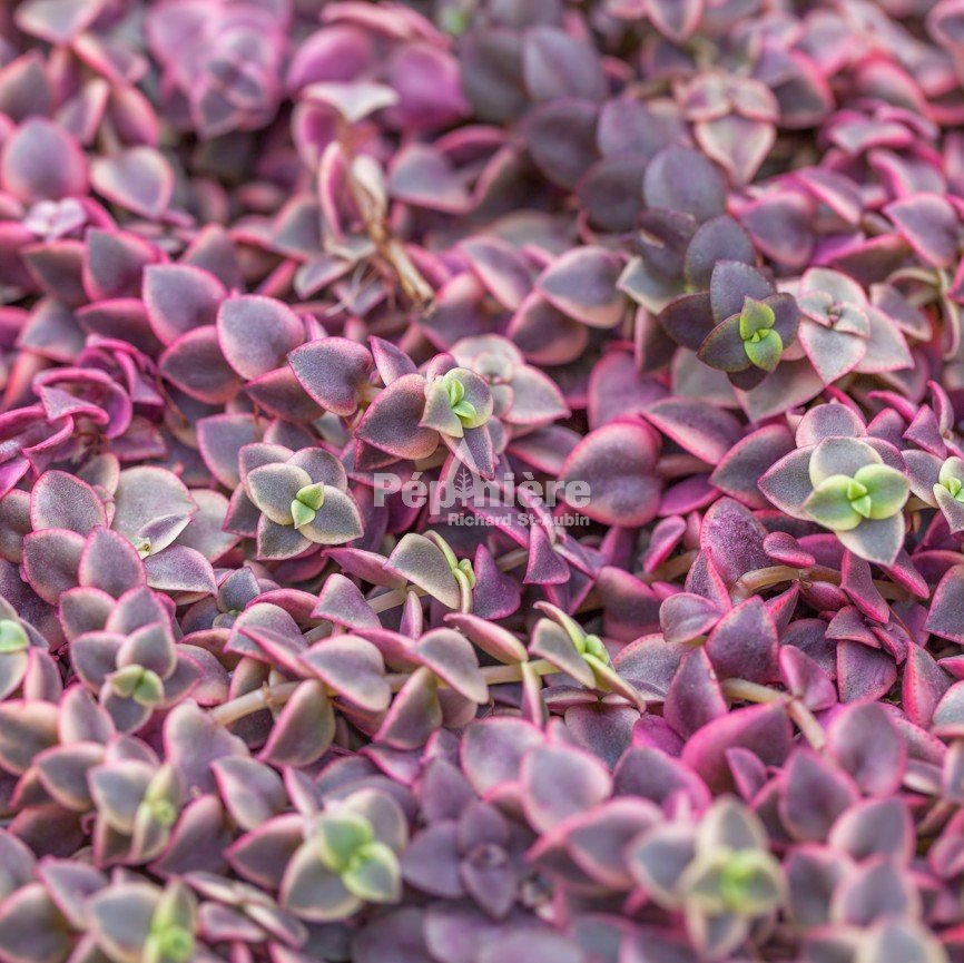 Sedum SunSparkler Firecracker - Pépinière Richard St-Aubin