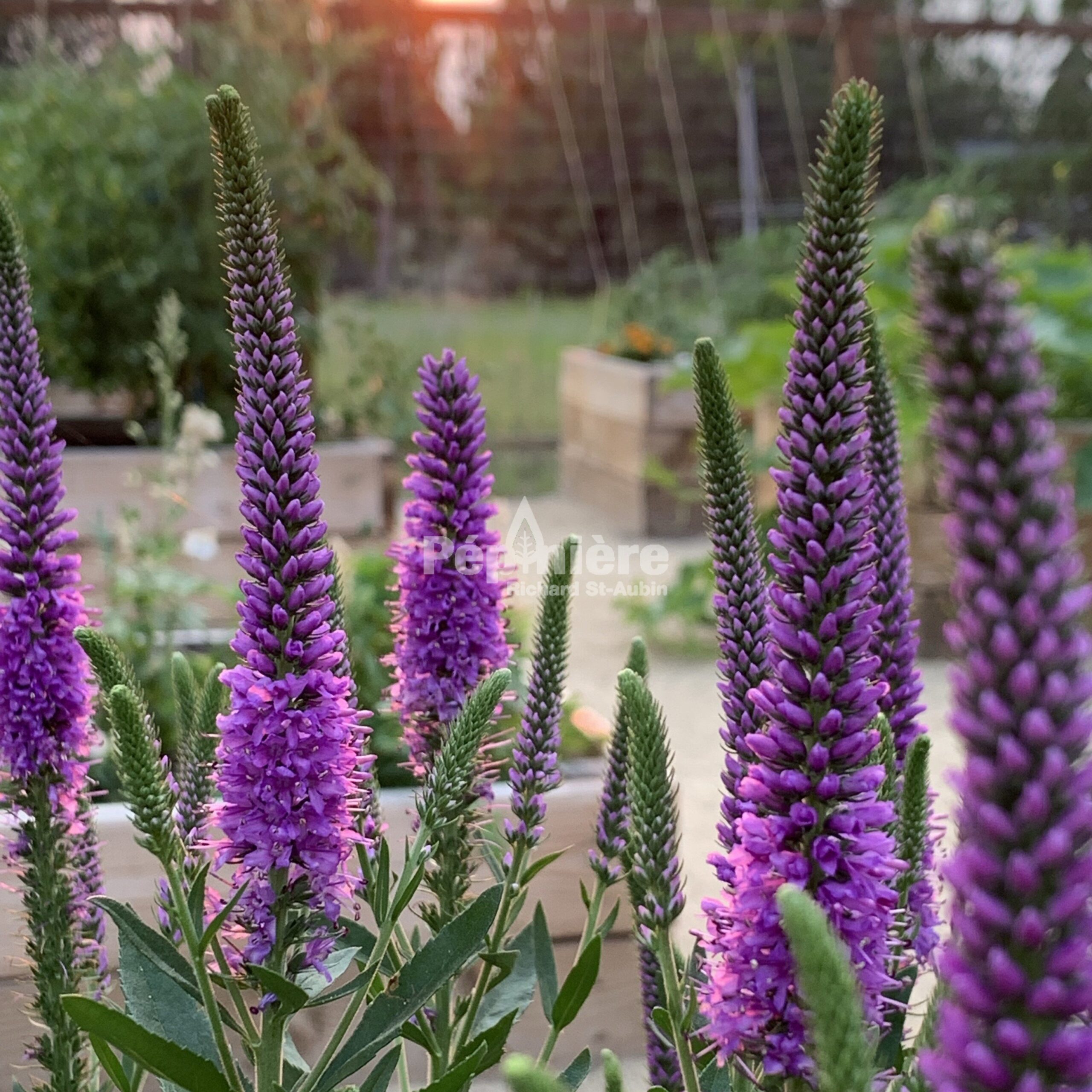 Veronica Purpleicious - Pépinière Richard St-Aubin