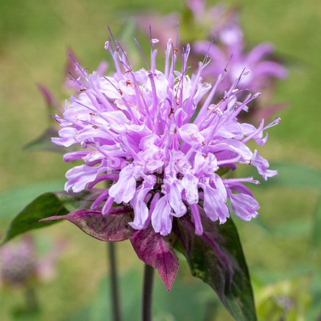 Monarda didyma Bee Mine Lavender - Pépinière Richard St-Aubin