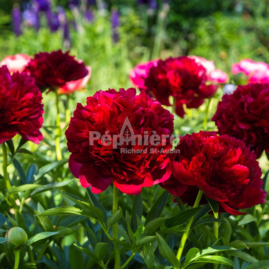 Paeonia Red Magic - Pépinière Richard St-Aubin