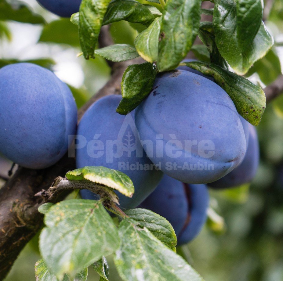 Prunus domestica Blue Damson - Pépinière Richard St-Aubin