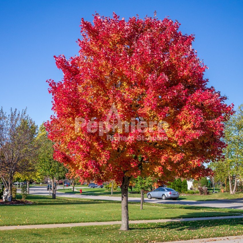 Acer Rubrum Burgundy Belle (Magnificent Magenta) - Pépinière Richard St ...