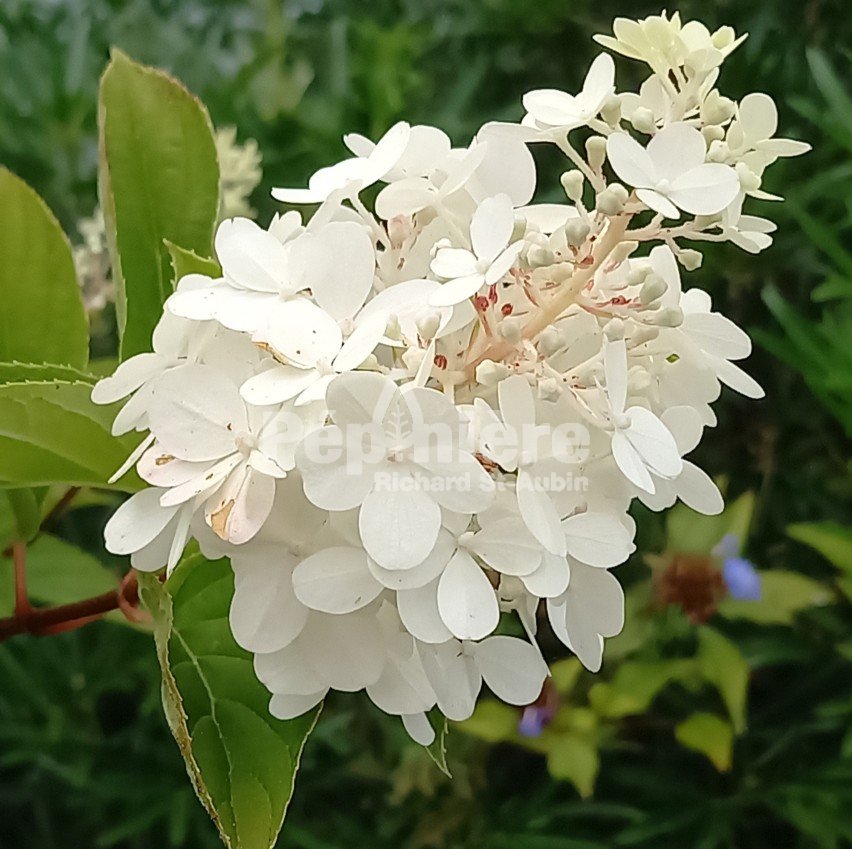 Hydrangea Paniculata 'Passionate' STD - Pépinière Richard St-Aubin