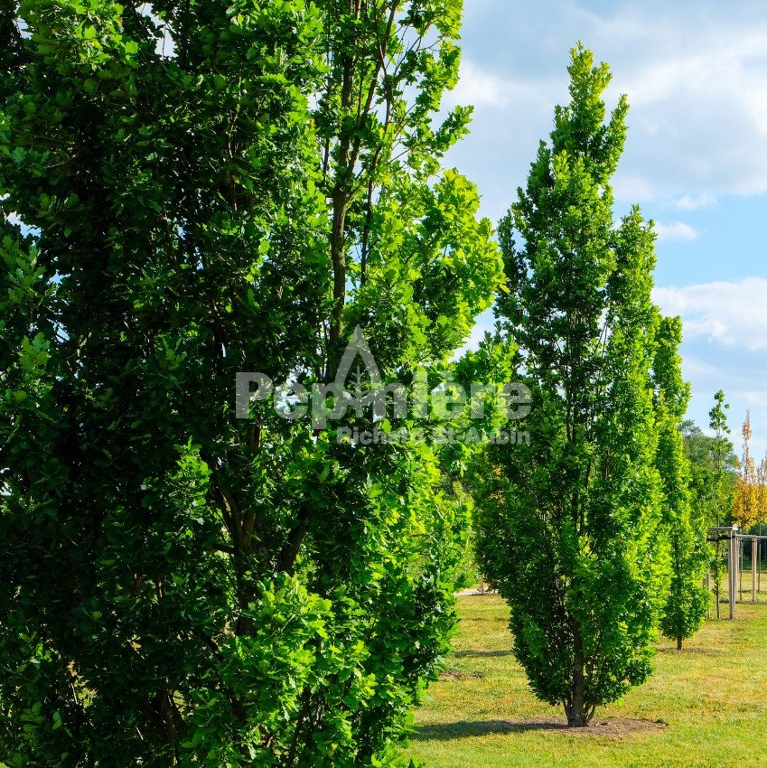 Quercus palustris Green Pillar (Pringreen) - Pépinière Richard St-Aubin