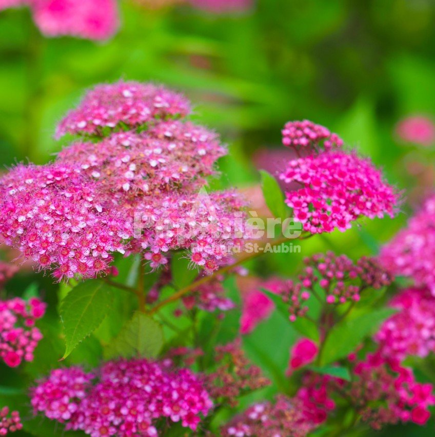 Spiraea x bumalda Anthony Waterer - Pépinière Richard St-Aubin